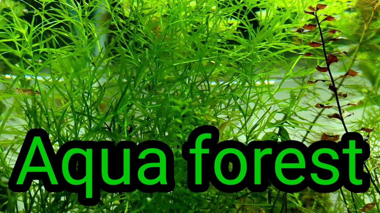 Aqua forest ! Aqua plants ! Aqua plants growth ! aqua hobby - YouTube