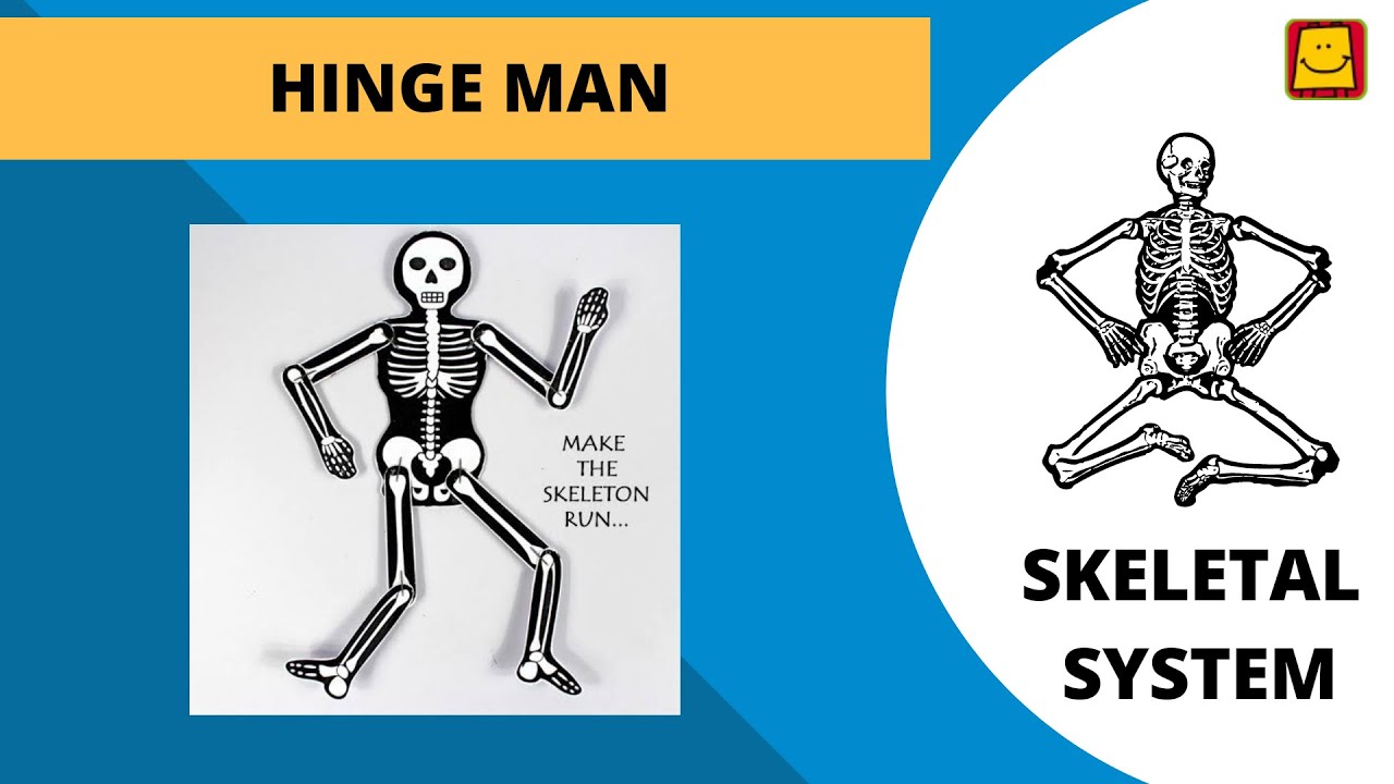 Skeletal system - Hinge Man - YouTube