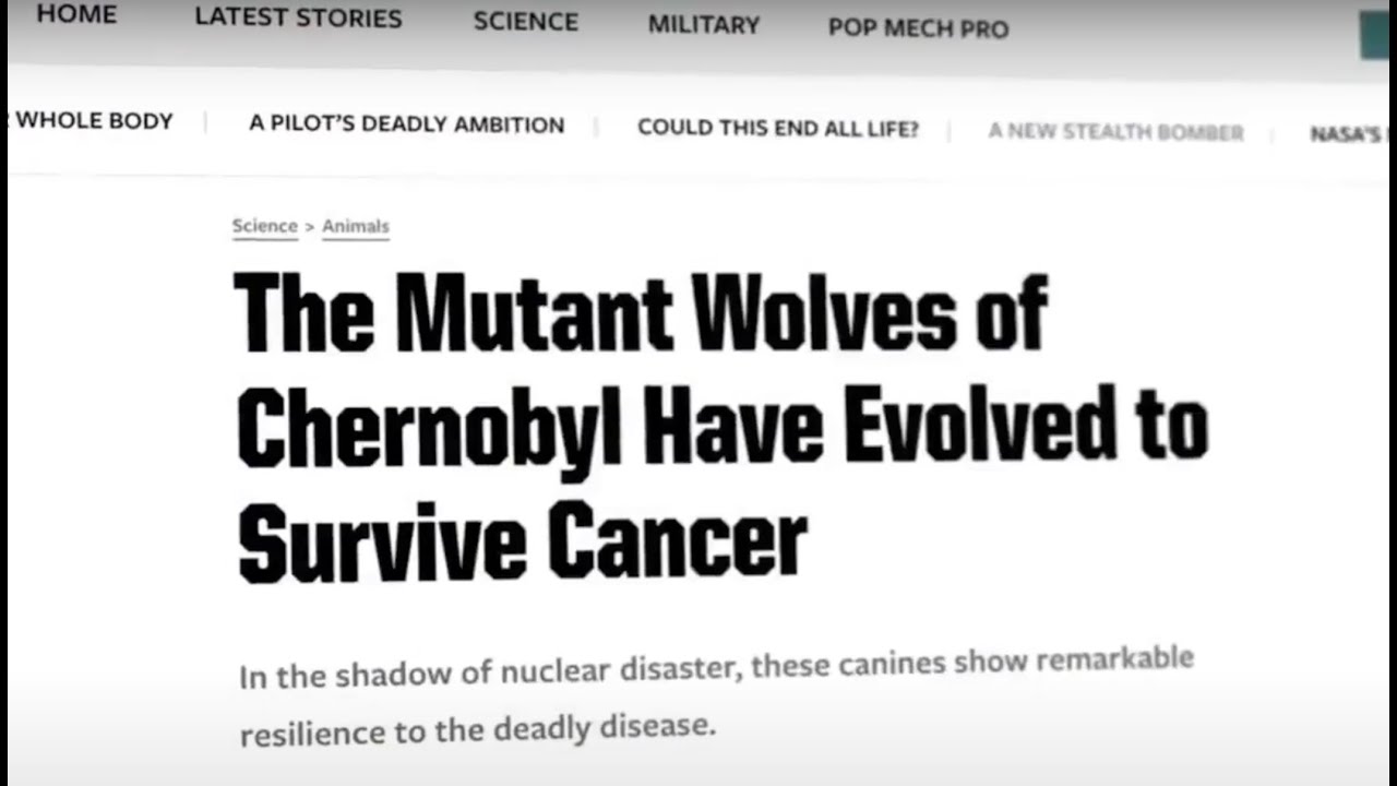 Wolves Thrive in Chernobyl’s Radioactive Land, Develop Unexpected ...