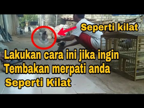 Cara melatih tembakan burung merpati