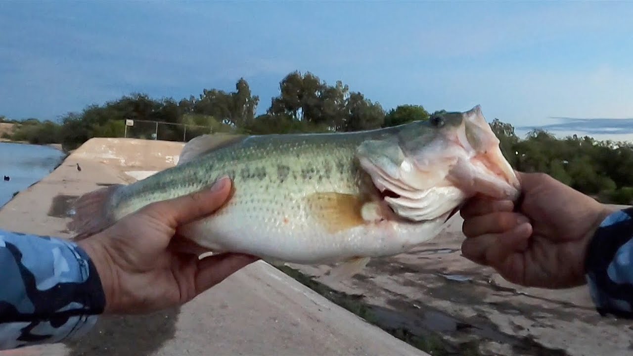Lakeside Park - 3.8LB Large Mouth Bass - Tucson, Arizona - Urban ...