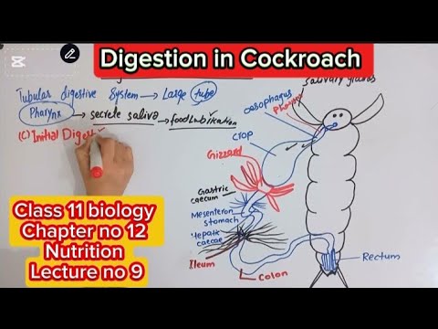 Digestion in cockroach|Class 11 biology|Chapter no 12|Lecture no 09 ...