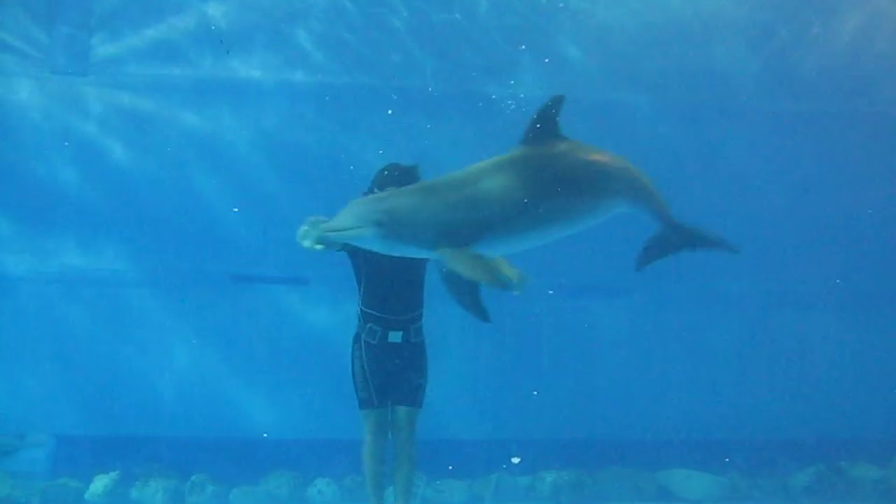 National Aquarium of Cuba Dolphins show - YouTube
