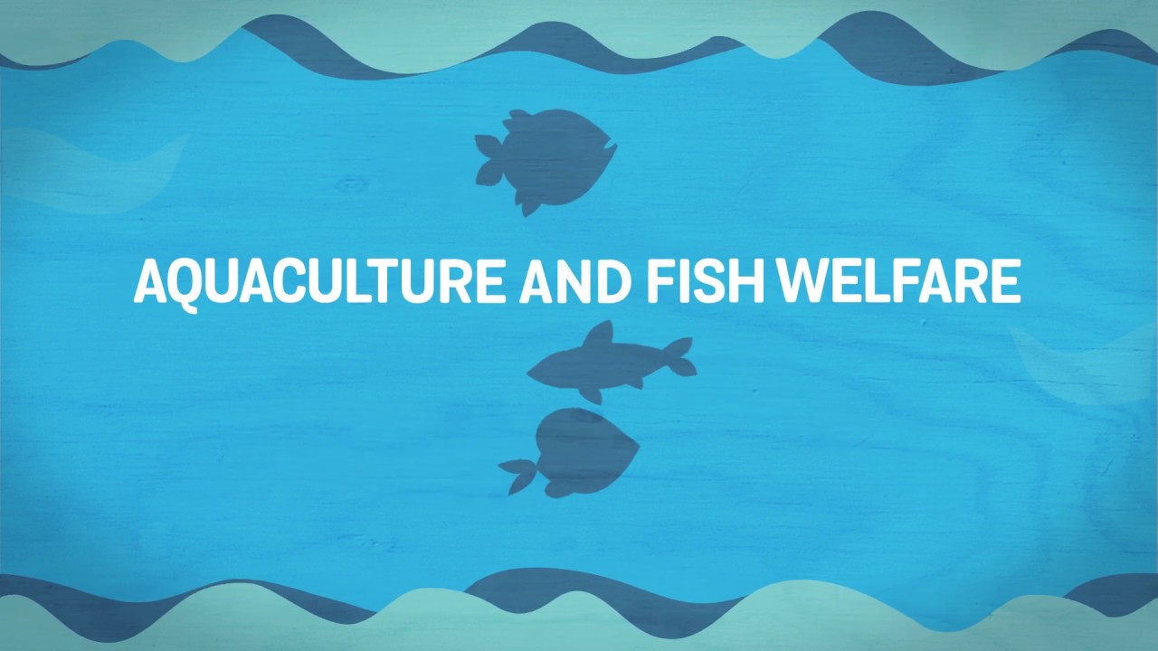 Aquaculture and fish welfare - YouTube