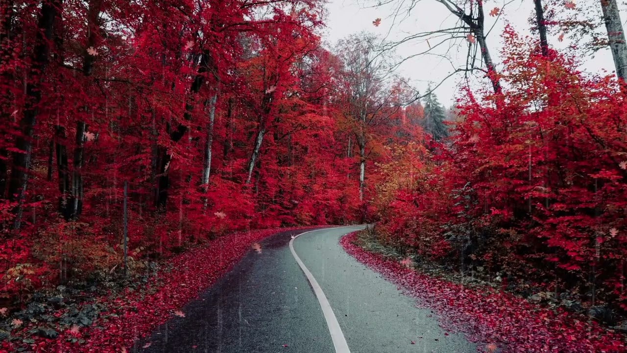 Relaxing Rainy FALL Leaves Country Road | Autumn Ambience - YouTube