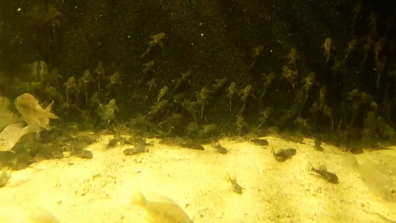 Pseudacanthicus spinosus "L160 pleco" fry update - YouTube