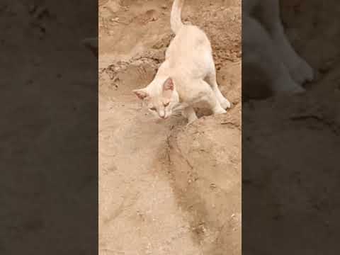 Balalarını axtaran ata və ana pişik