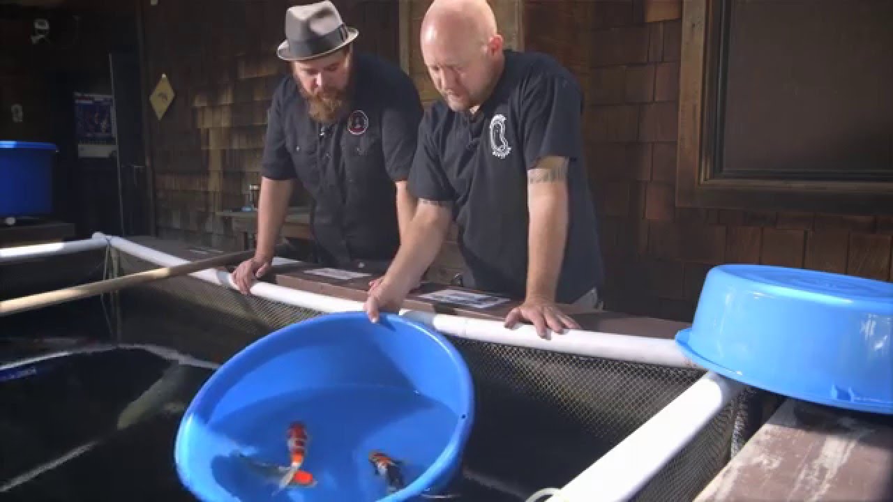 Skin Mutation in Koi from Radiation? 3/4 - YouTube