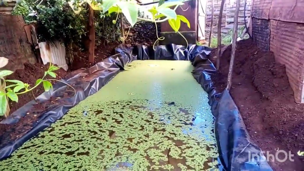 how deep should your Azolla pond be? #azollafarming #azolla - YouTube