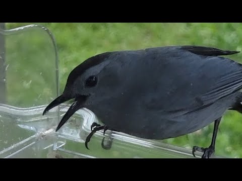 The Bird Who Cried MEOW #nature #birds #birdwatching - YouTube
