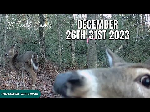December 26th-31st 2023 Tomahawk Wisconsin Trail Camera Highlights ...