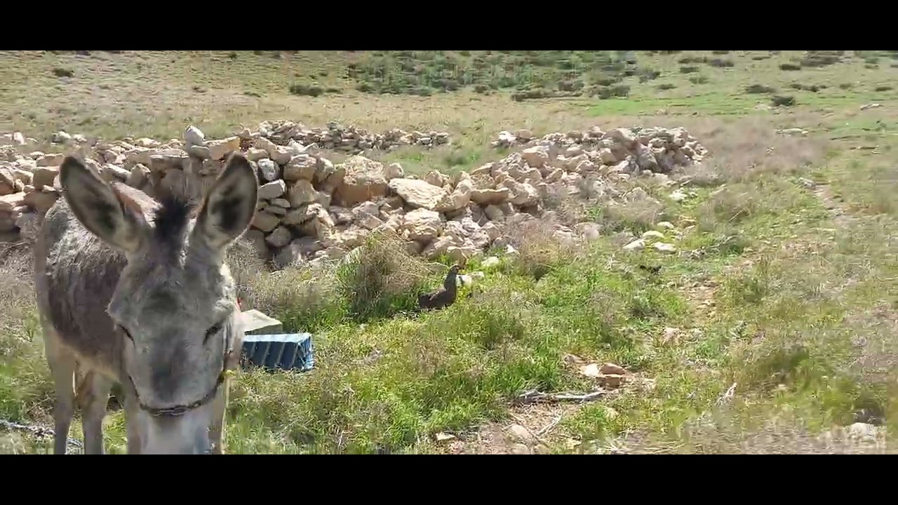 The most intelligent donkey in the world with the latest global anti ...