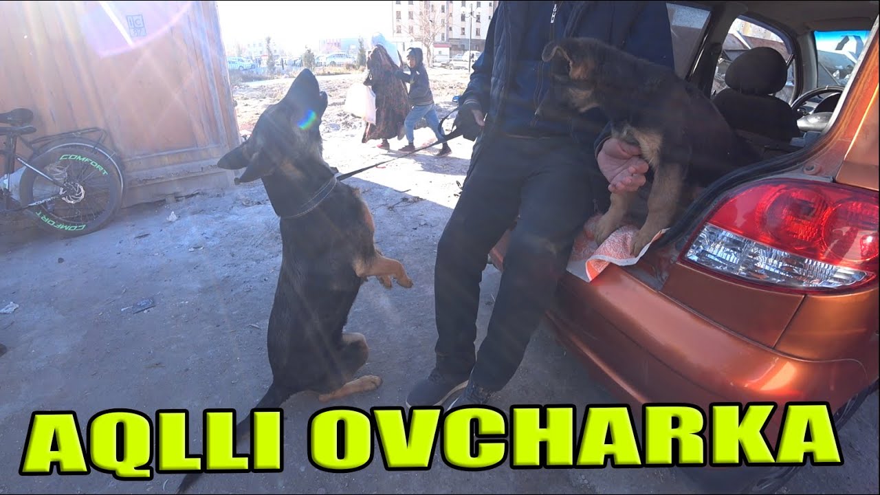 Ovcharka Bosti - It, Kaptar, Bozorni ! It, Kaptar, Xo'roz Quyon ...