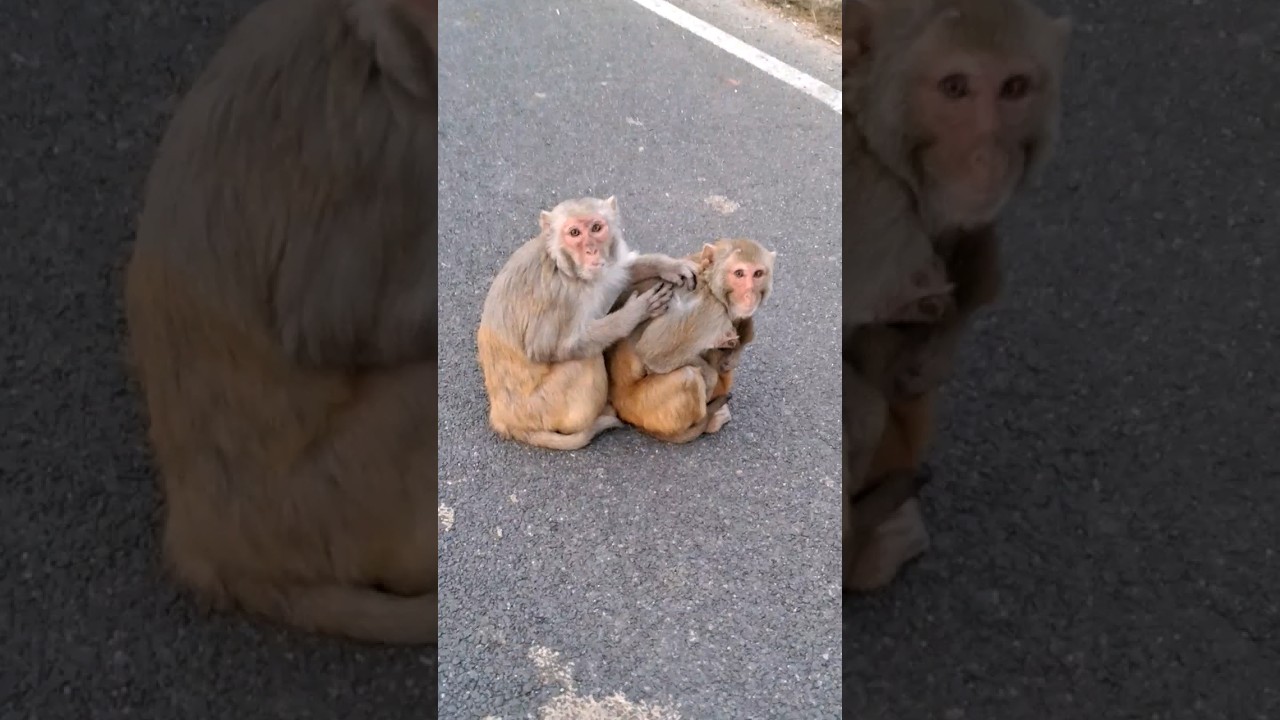 monkey ki #viral video #monkeylove #trendingshorts - YouTube