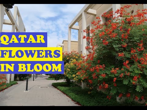 QATAR FLOWERS IN BLOOM (with Scientific Names) - YouTube