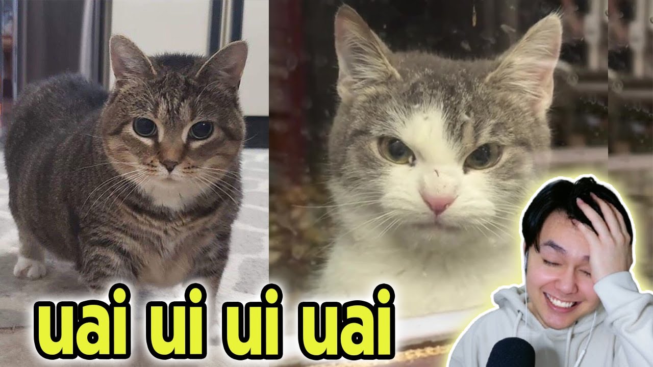KUCING AKMAL VIRAL SEJAGAT TIKTOK - YouTube