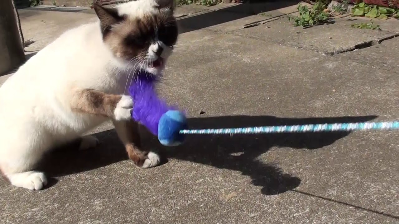 Grabing cats - YouTube