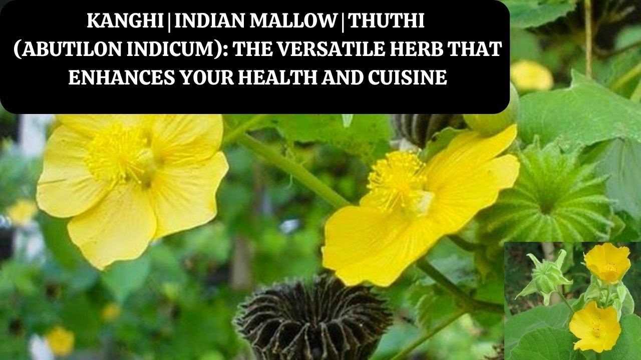 Kanghi | Indian Mallow | Thuthi | Abutilon Indicum The Versatile Herb ...