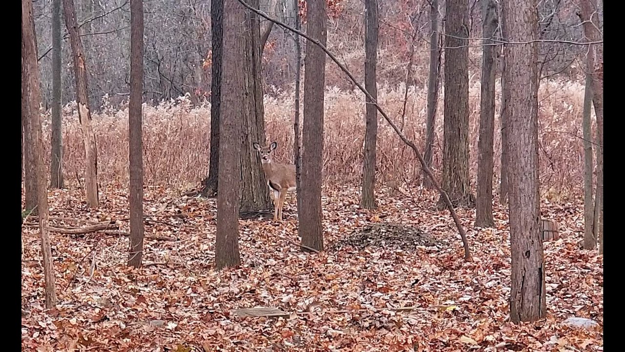 MICHIGAN Deer Hunting 2019( FIRST TIME Muzzleloader Hunting) - YouTube