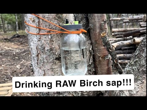 Fresh Birch tree sap! How to tap it - YouTube
