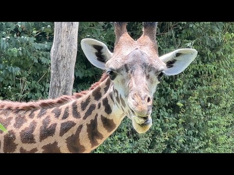 Cincinnati Zoo Crew Teaser - YouTube
