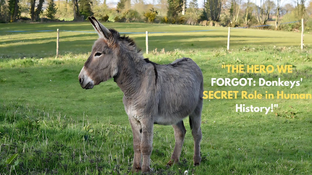 "5,000 YEARS of Silent Service: The Untold Truth About Donkeys and ...
