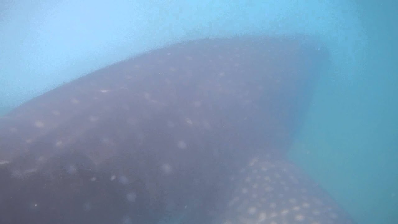 Whale shark - YouTube