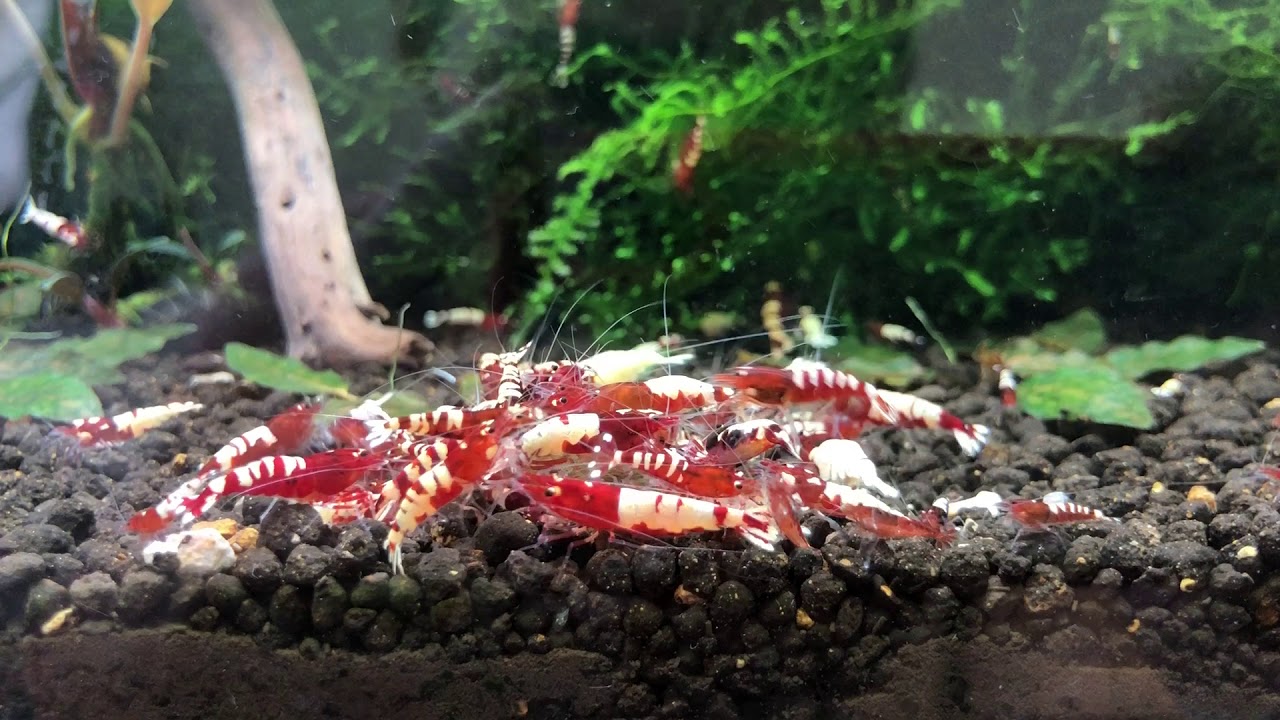 Red Pinto Shrimp Feeding on Algae Pellet - YouTube