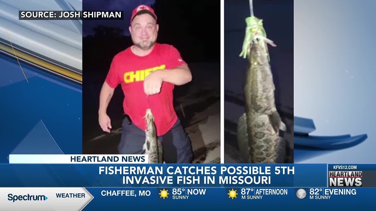 Fisherman catches possible 5th invasive “air-breathing” fish in ...