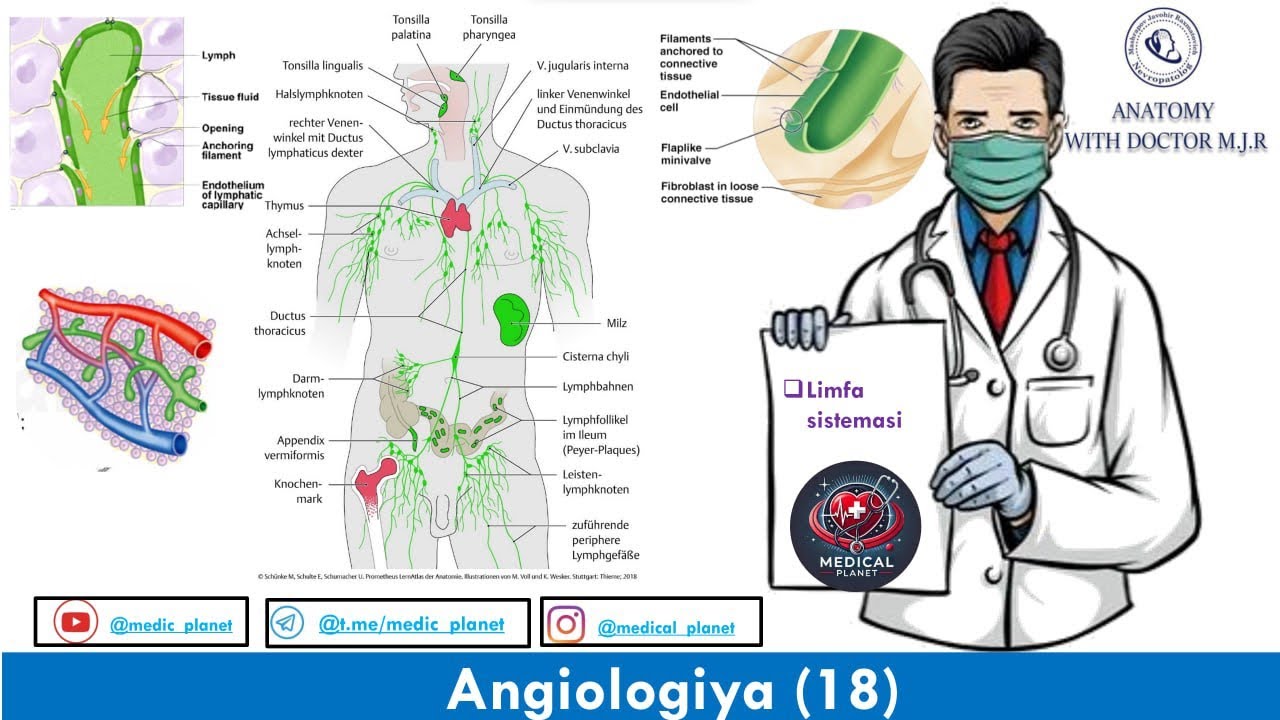 Limfa sistemasi. - YouTube
