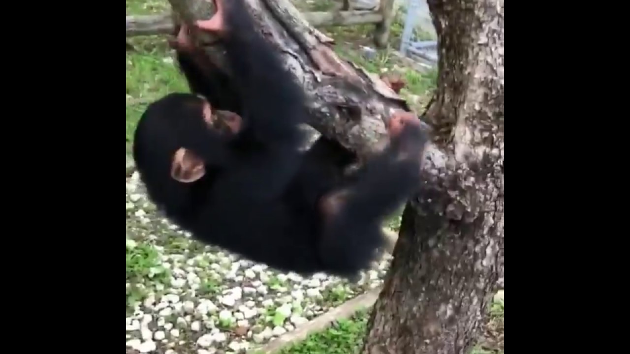 Chimp doing what his does best: Reaching new heights! - YouTube