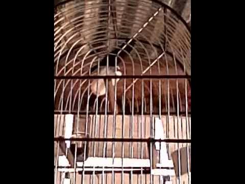 Picolet piye piye. - YouTube