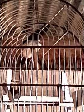 Picolet piye piye. - YouTube