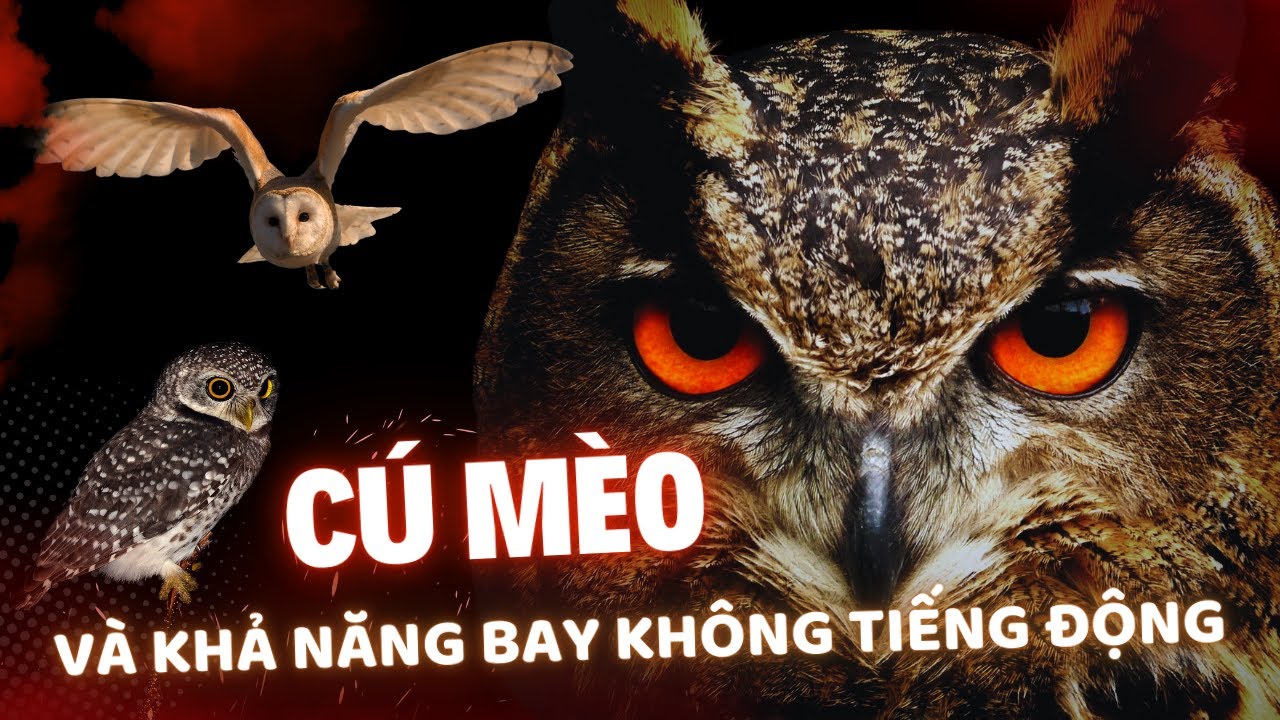 Cú mèo và khả năng bay ko tiếng động | Khám phá thế giới động vật muôn ...