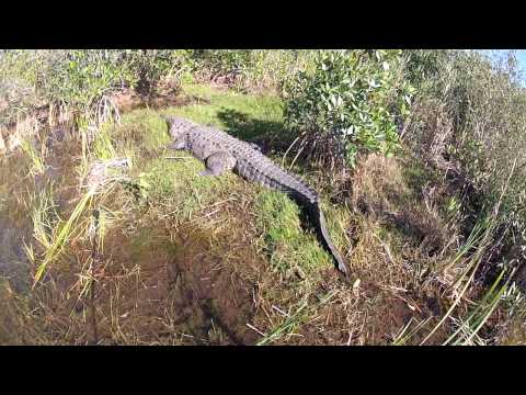 Sunbathing American Crocodile in the Everglades