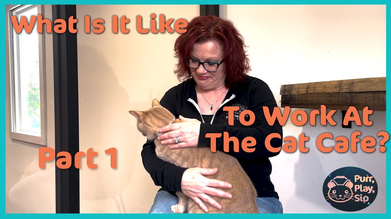 WHAT Is It Like To Work At A Cat Cafe?? Part 1 - YouTube