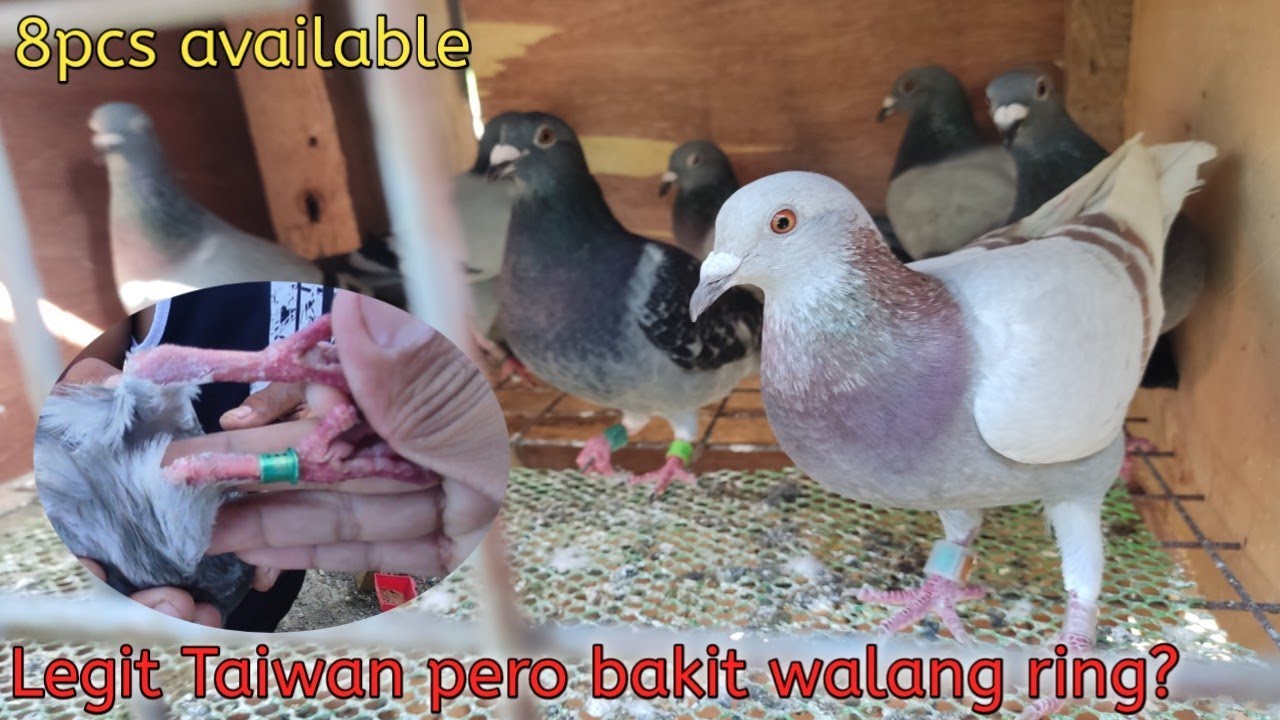 TAIWAN RACING PIGEON| 8PCS AVAILABLE| ISANG LEGIT NA TAIWAN GINATO ...