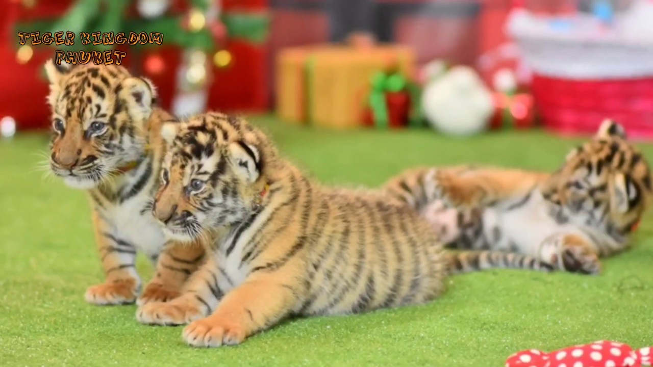 Cutest Tiger Cubs Ever! - Tiger Kingdom Phuket - Dec 2018 - YouTube