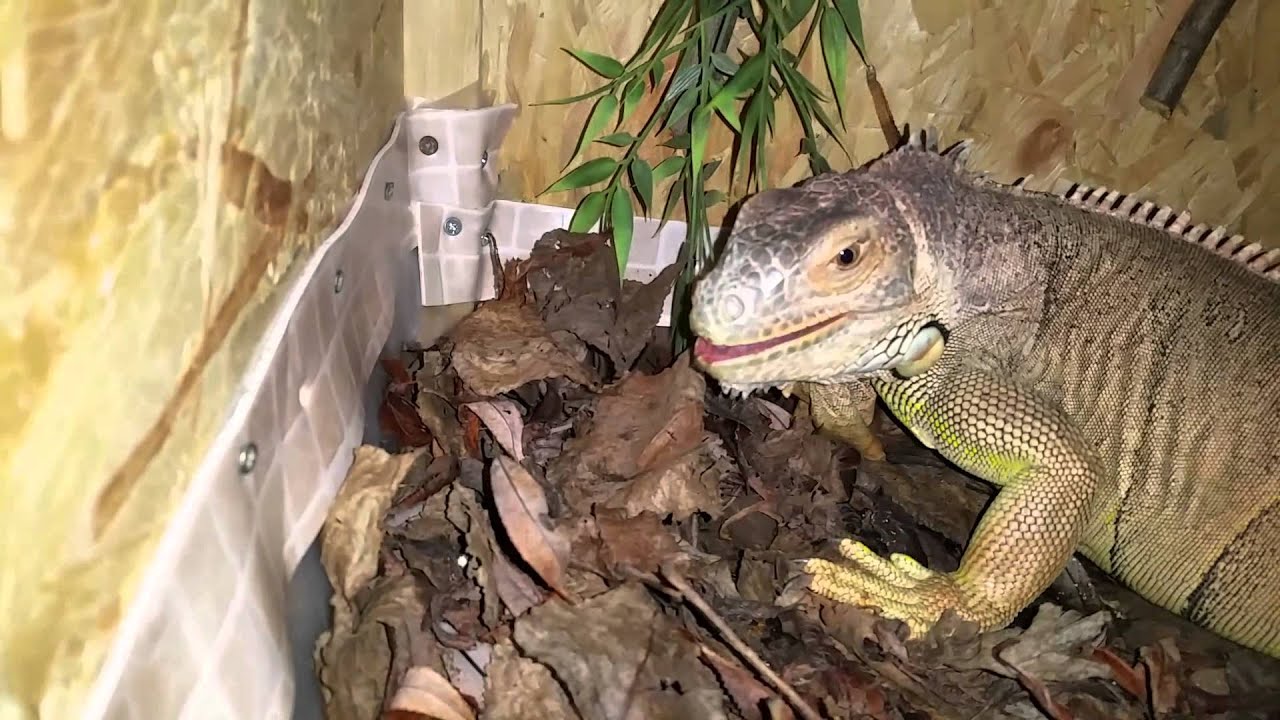 Iguana-bio active substrate - YouTube