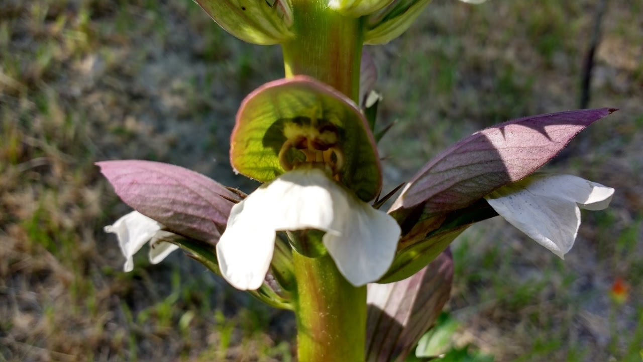 ACANTO (fasi di crescita giorno dopo giorno) medicinal plant - YouTube