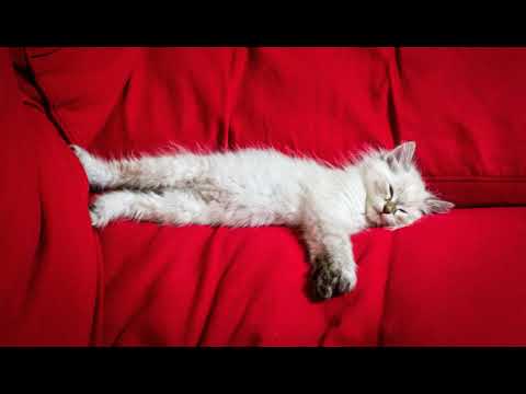 Emisión en directo de Liz M