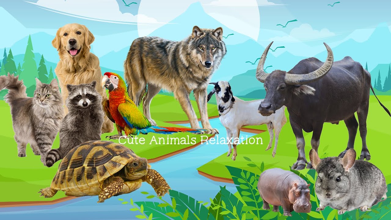 Relaxing Animal Sounds and Cute Moments: Funny and Sweet Animal Videos ...