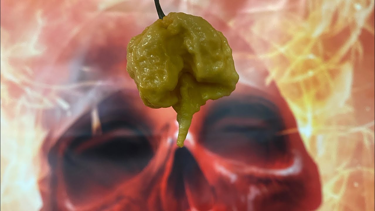 My first ever Golden Reaper!!! Top 5 my favorite pepper. - YouTube