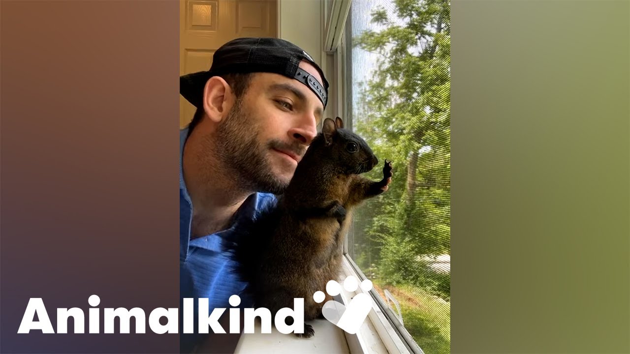 Squirrel forms unbreakable bond with the man who raised him ...