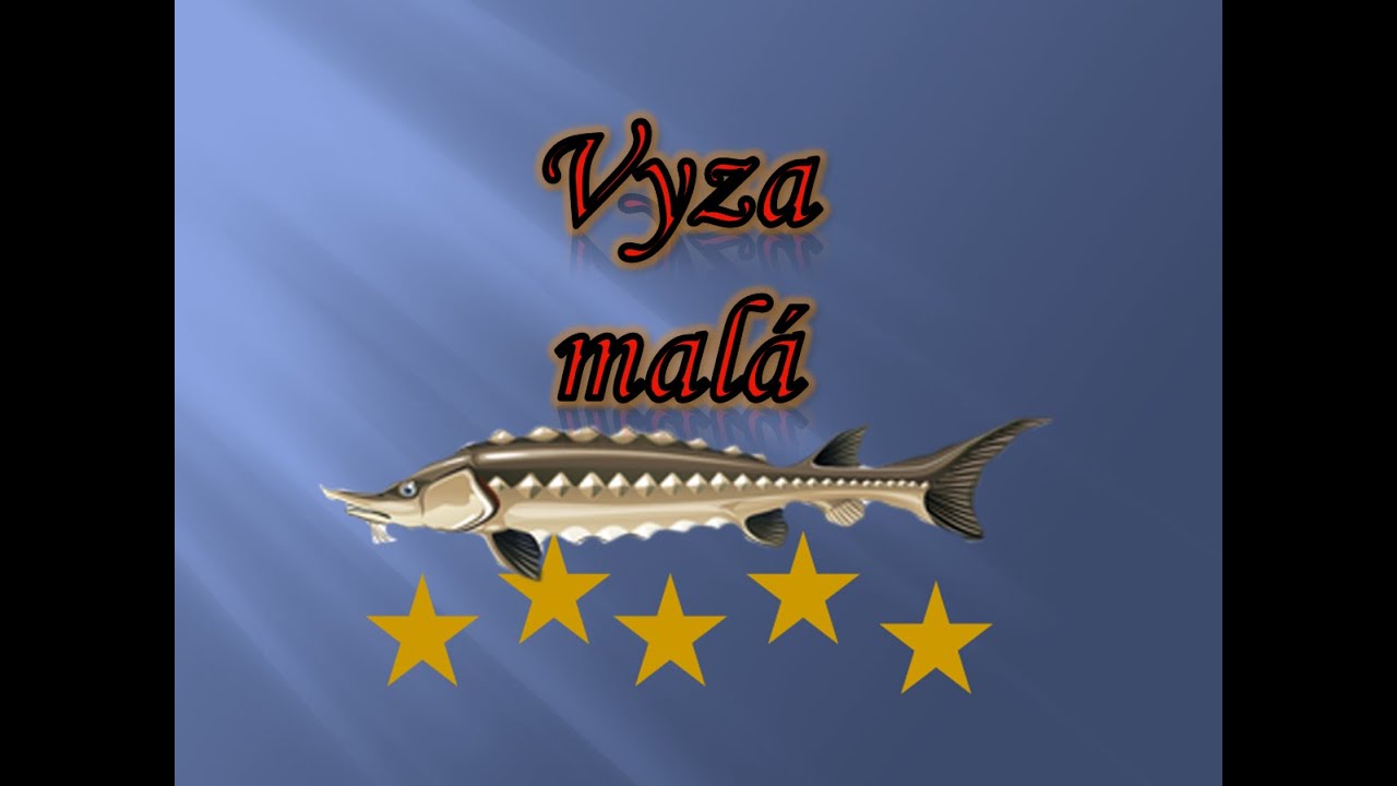FISHAO Vyza malá/ Kaluga Sturgeon - YouTube
