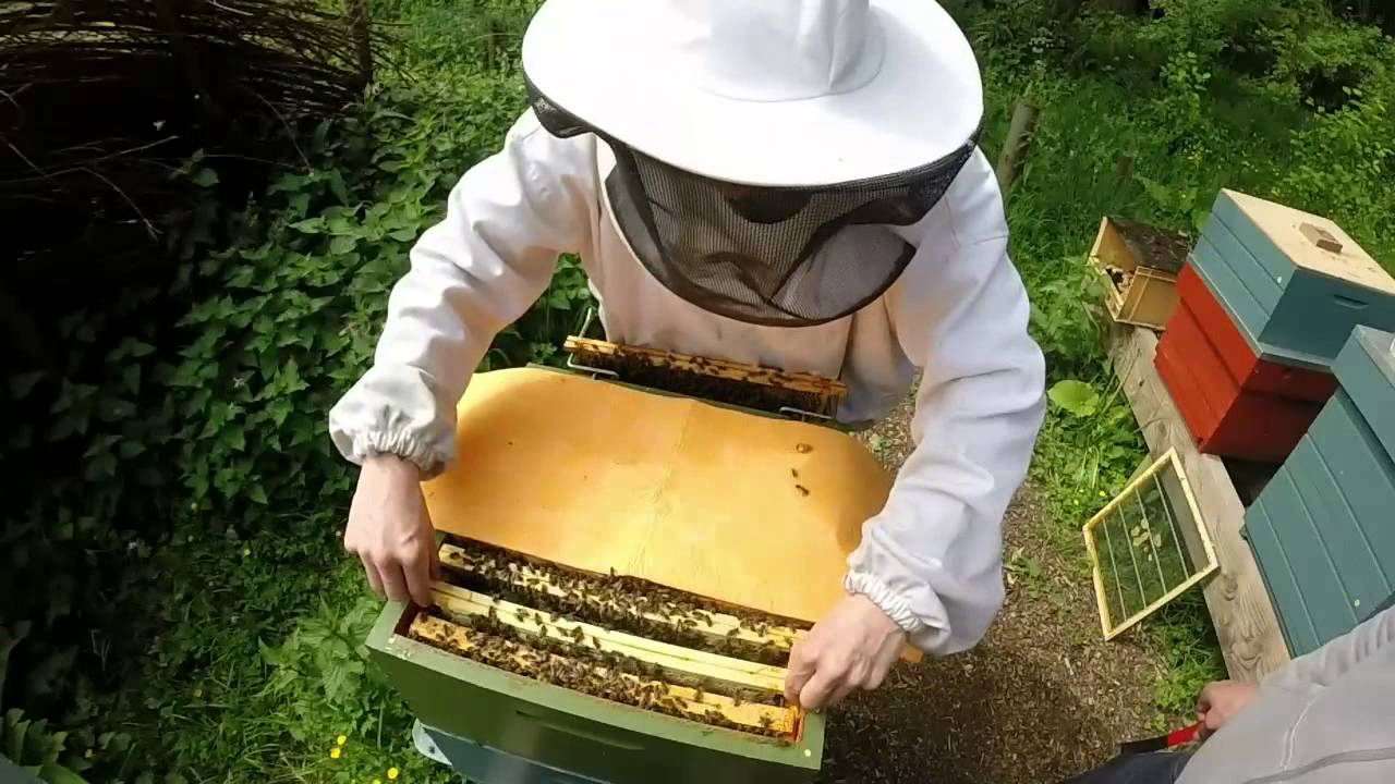 Video check bijenkast Simplex bee hive - YouTube