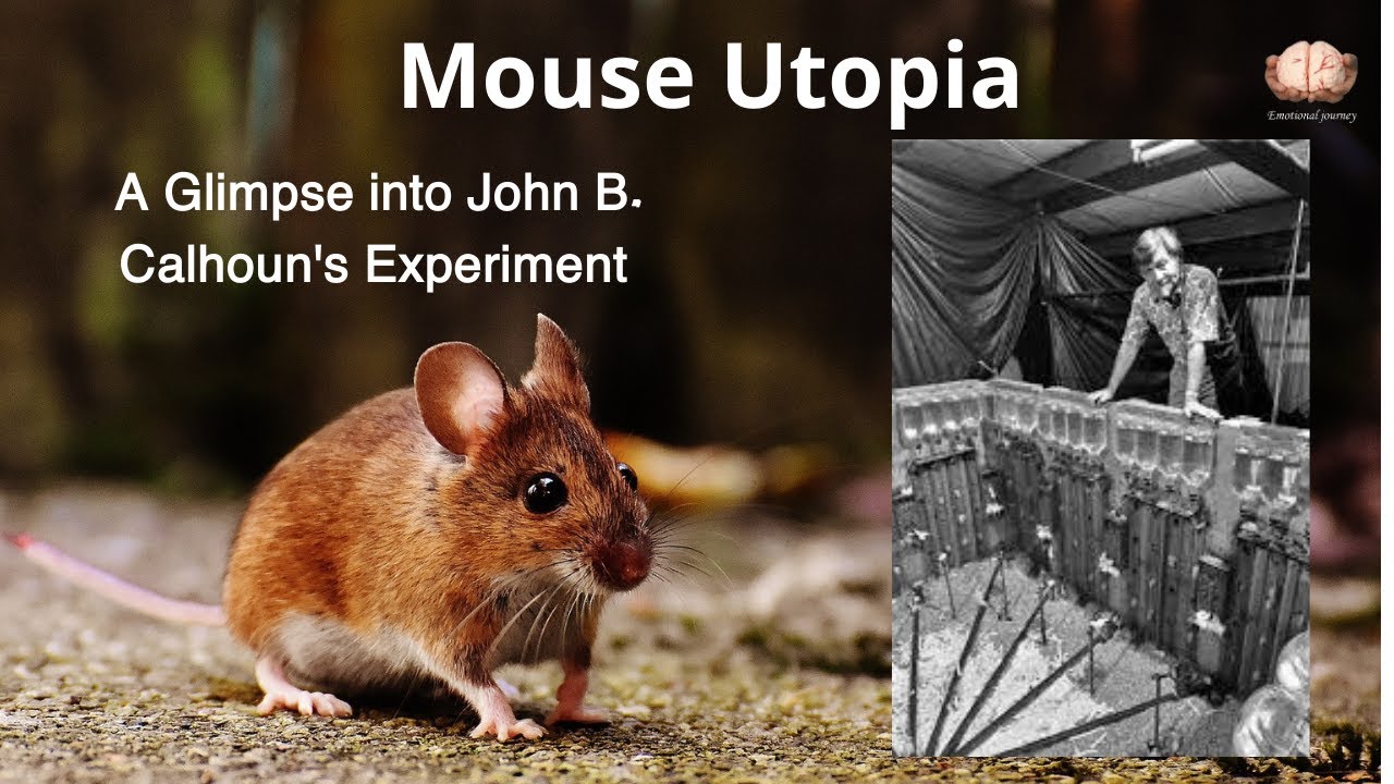9- Mouse Utopia: A Glimpse into John B Calhoun's Experiment - YouTube