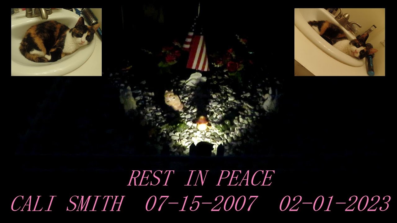 In Loving Memory Of Cali The Calico YouTube Cat - YouTube