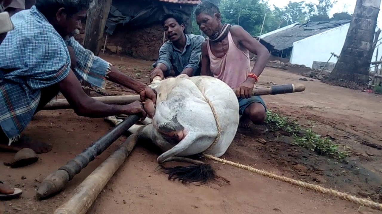 Tribal traditional ox operation Visakhapatnam - YouTube