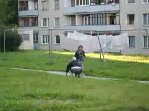 Prikolas :D